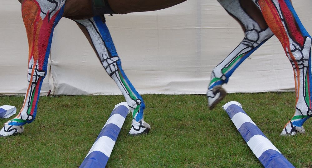 Common Showjumping Injuries - Equine Tendon